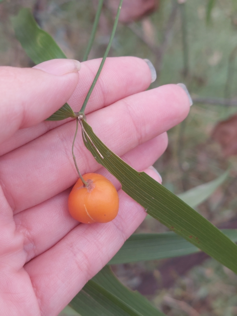 Wombat Berry from Bunya QLD 4055, Australia on April 12, 2022 at 01:35 ...