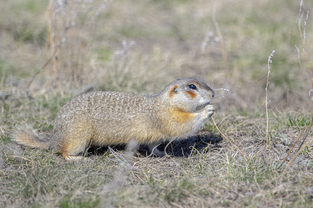 Red-cheeked Ground Squirrel from г. Барнаул, Алтайский край, Россия on ...