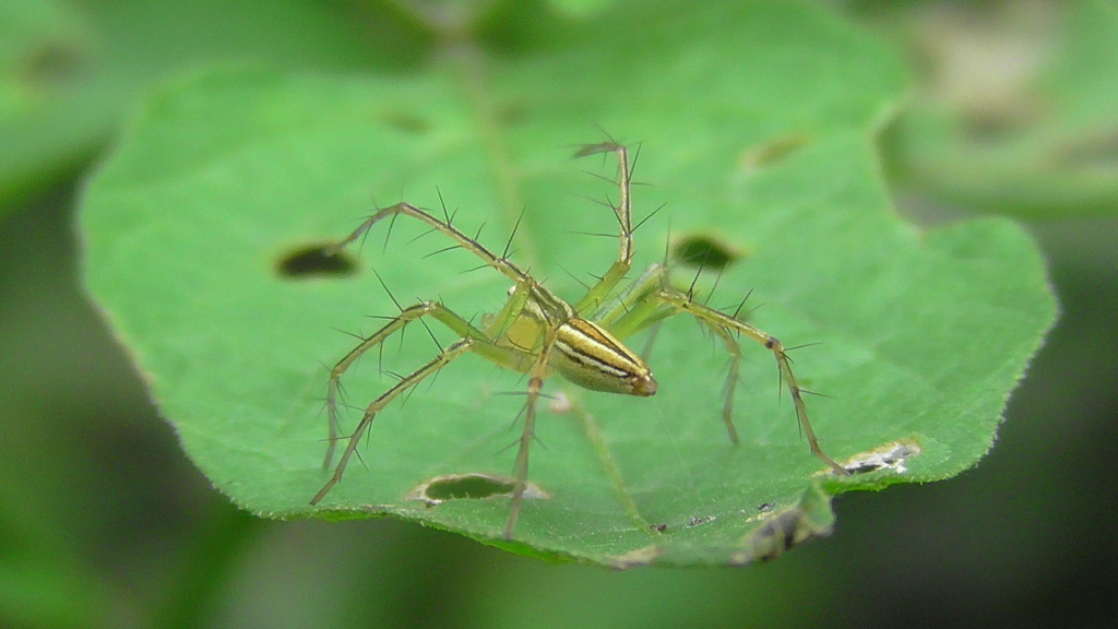 Lean Lynx Spider from Watsonville QLD 4887, Australia on December 16 ...