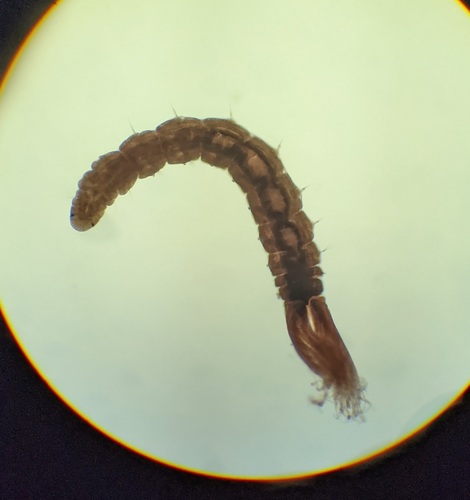 Fabricia stellaris · iNaturalist