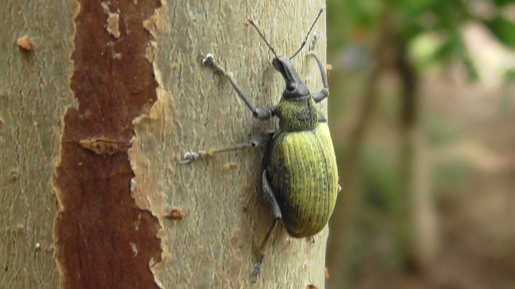 Broad-nosed Weevils from Watsonville QLD 4887, Australia on December 27 ...