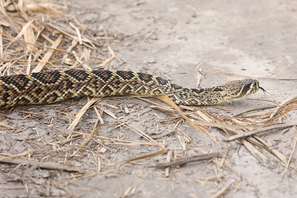 Eastern Diamondback Rattlesnake from Glynn County, GA, USA on April 05 ...
