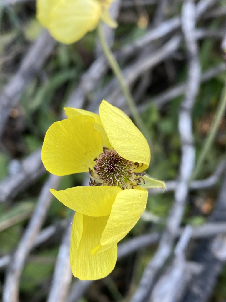 Persian Buttercup in April 2022 by Konstantinos Barsakis · iNaturalist