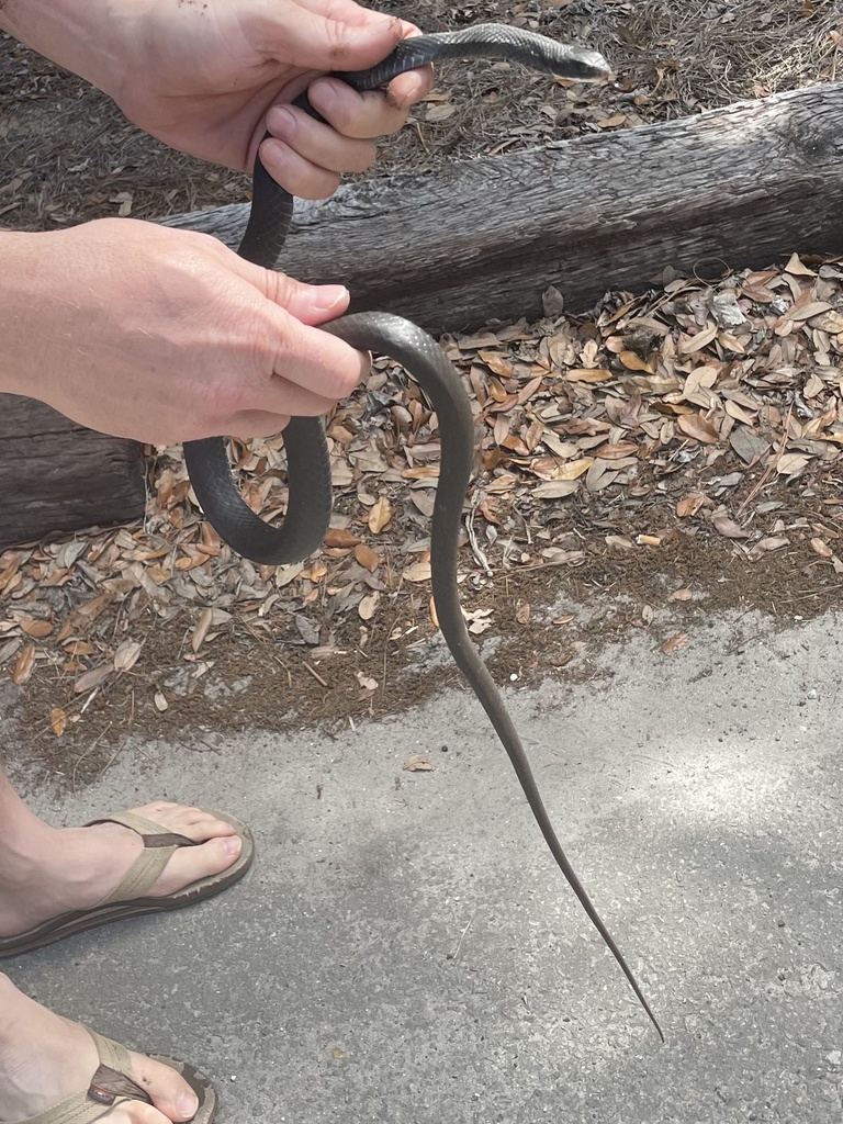 Southern Black Racer from Tybee Island, Tybee Island, GA, US on April ...