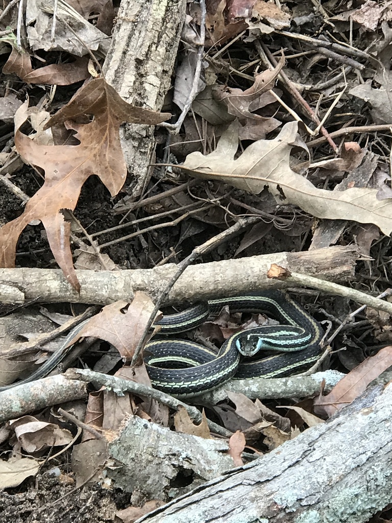 Orange-striped Ribbonsnake from Smith Park Rd, Doddridge, AR, US on ...