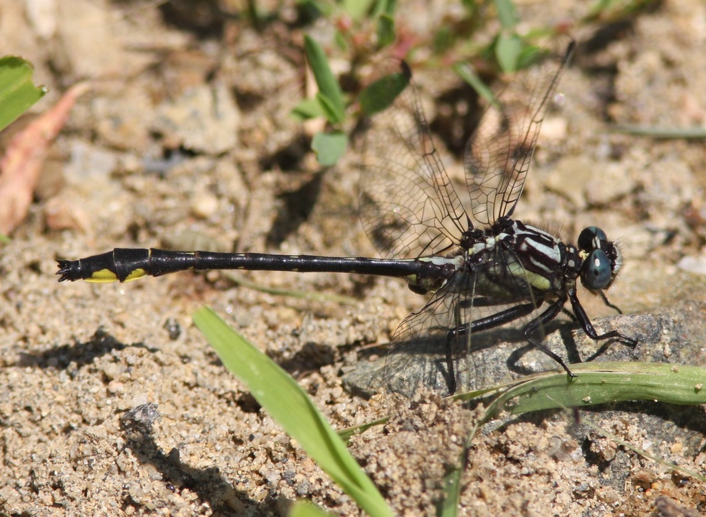 Rapids Clubtail in June 2018 by Allen Barlow · iNaturalist