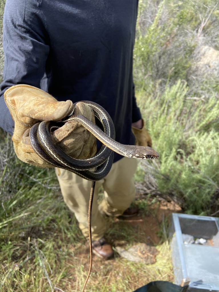 Striped Racer from Jamul, CA, US on April 12, 2022 at 10:07 AM by ...