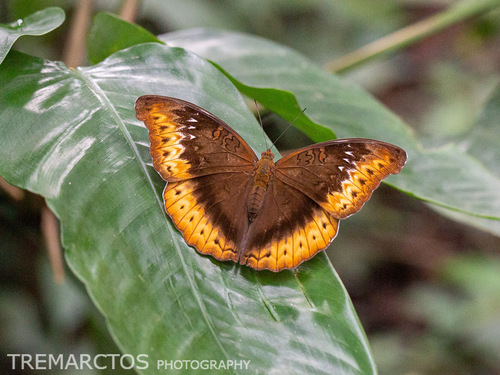 Subspecies Cymothoe hypatha hypatha · iNaturalist