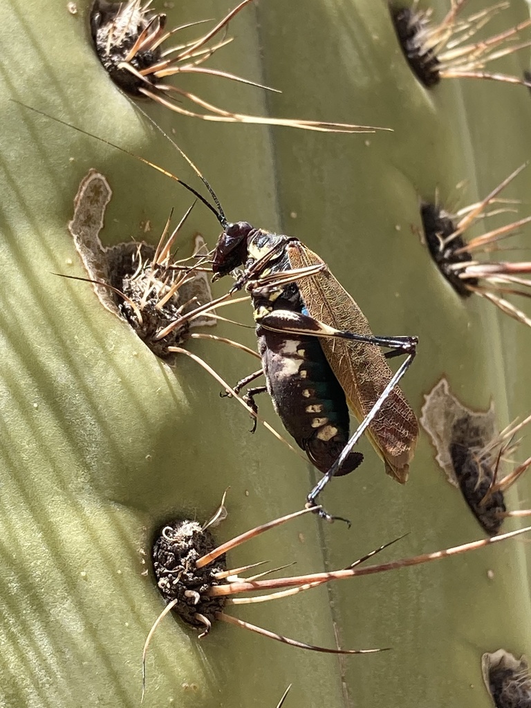 Scaphura elegans from Tafí del Valle, Tafí del Valle, Tucumán, AR on ...