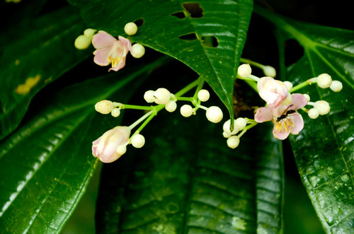 Meriania hoyosii · iNaturalist United Kingdom