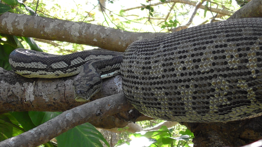 Carpet Python from Watsonville QLD 4887, Australia on June 25, 2020 at ...