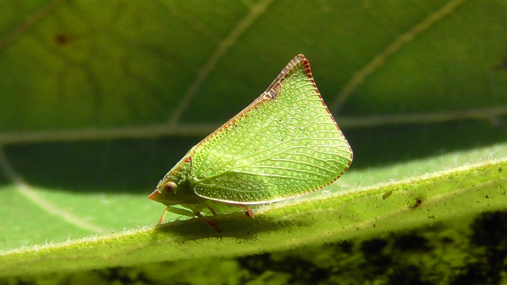 Flatid Planthoppers from Watsonville QLD 4887, Australia on May 29 ...