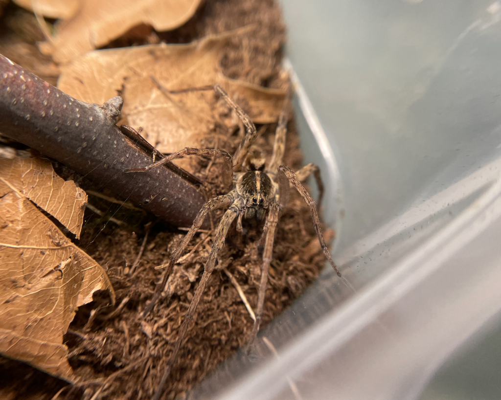Georgia Wolf Spider from 7101 S 3rd St, Broken Arrow, OK 74011, USA by ...