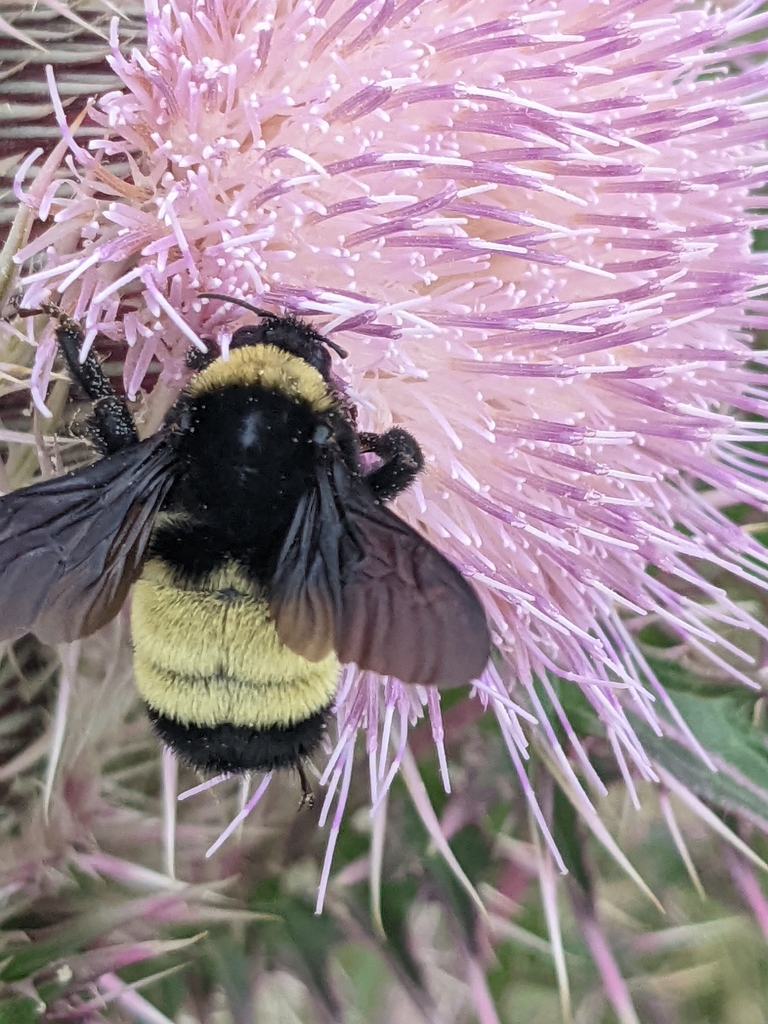 American Bumble Bee from Kaufman County, US-TX, US on April 12, 2022 at ...