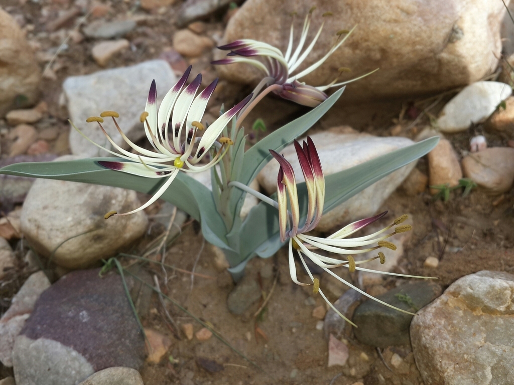 Karoo slangkop from Eden, ZA-WC, ZA on May 10, 2015 at 12:26 PM by Carl ...