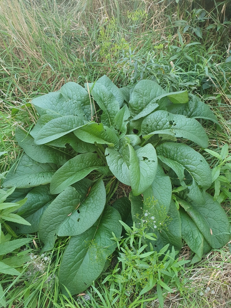 common comfrey from Wonthaggi VIC 3995, Australia on April 13, 2022 at ...