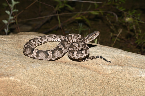 Gobi pitviper (Gloydius stejnegeri) · iNaturalist
