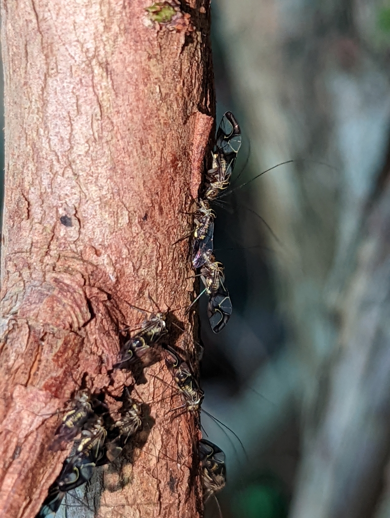 Winged and Once-winged Insects from Cambroon QLD 4552, Australia on ...