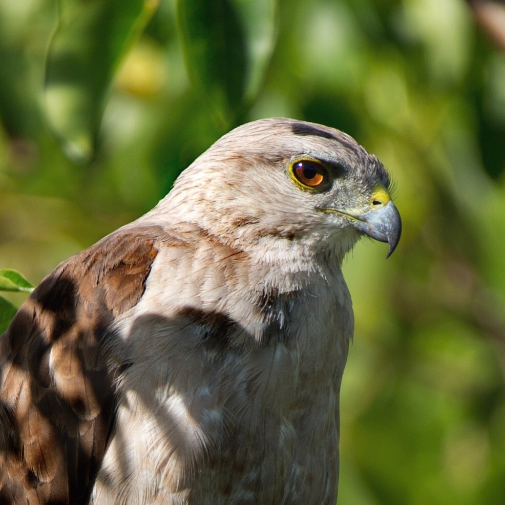 Ridgway's Hawk in May 2018 by Javier Gautier · iNaturalist