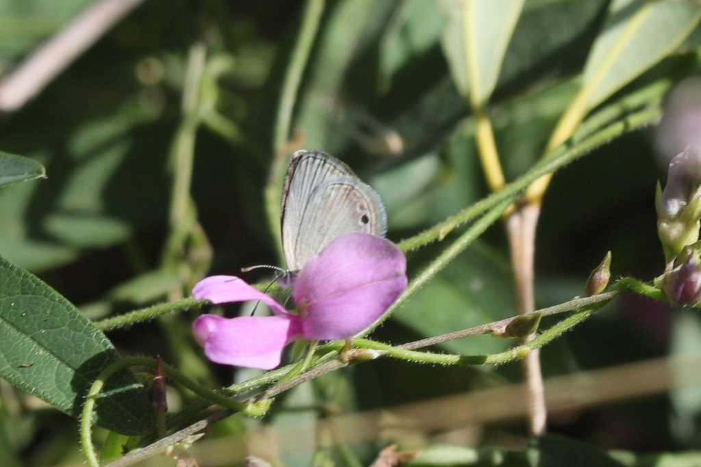 Black-spotted Grass-blue from 19 Isley St, North Ward QLD 4810 ...