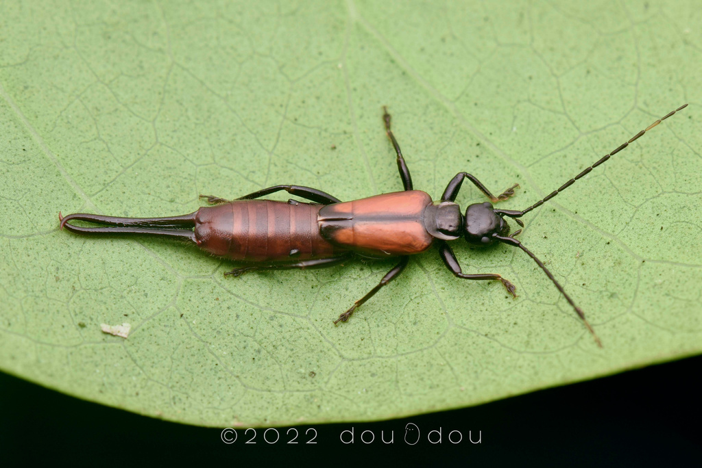 Cordax from 中国安徽省黄山市休宁县齐云山 on October 03, 2021 at 09:52 AM by Fan Gao ...