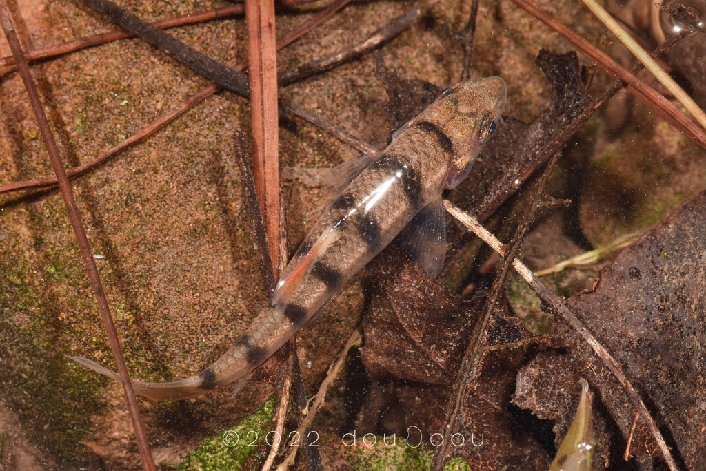 Acrossocheilus fasciatus from 中国安徽省黄山市休宁县齐云山 on October 3, 2021 at 09: ...