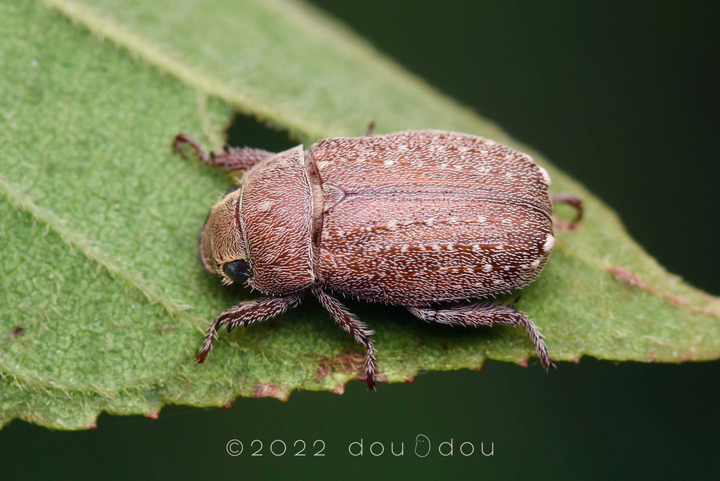 Chestnut Brown Chafer from 中国安徽省黄山市休宁县齐云山 on October 03, 2021 at 09:52 ...