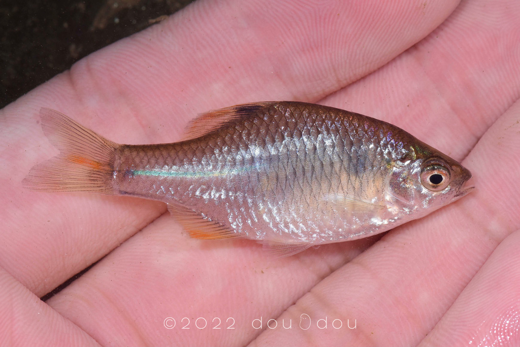 Rhodeus sinensis from 中国安徽省黄山市休宁县齐云山 on October 3, 2021 at 09:52 AM by ...