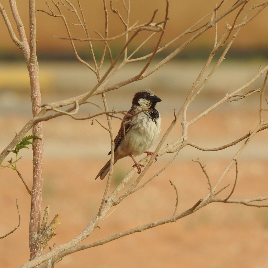 Indian House Sparrow from As Saadah, Riyadh Saudi Arabia on April 10 ...