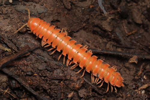 Riukiaria mundyi · iNaturalist