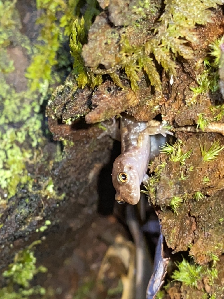 Blue Ridge Dusky Salamander in April 2022 by Lyon-Wallace. Last shot ...