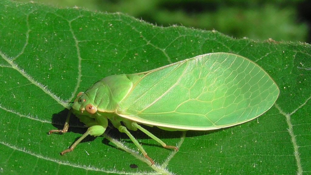 Bladder Cicada from Watsonville QLD 4887, Australia on February 26 ...