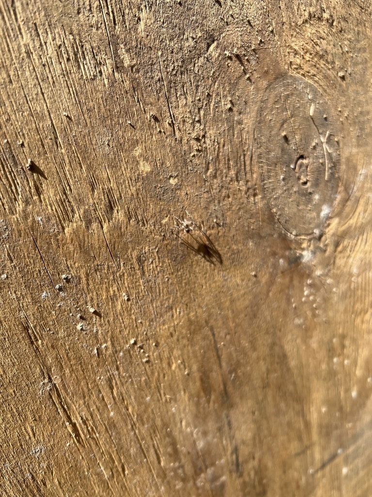 Arthropods from State St, Bennington, NE, US on April 13, 2022 at 01:56 ...