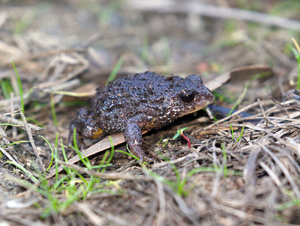 Southern Toadlet from Army Track, Lysterfield South VIC 3156, Australia ...