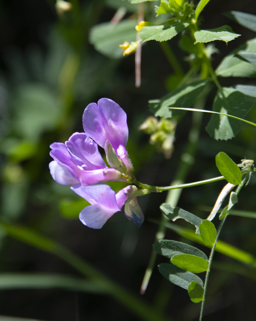 American vetch from Walnut Creek, CA, USA on April 9, 2022 at 01:05 PM ...