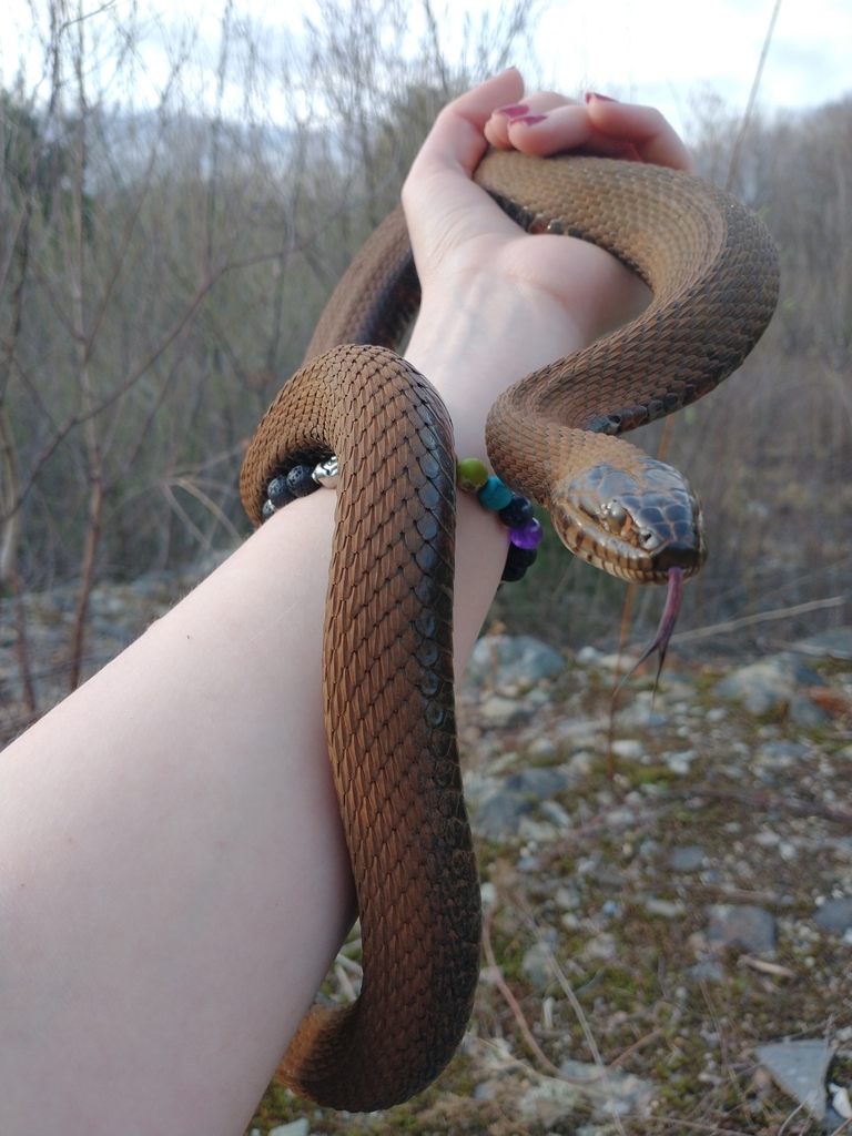 Northern Watersnake from Derry, NH, USA on April 13, 2022 at 05:18 PM ...