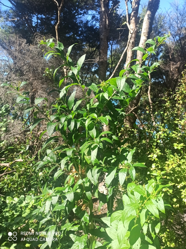 night jessamine from Kawau Island 0920, New Zealand on April 14, 2022 ...