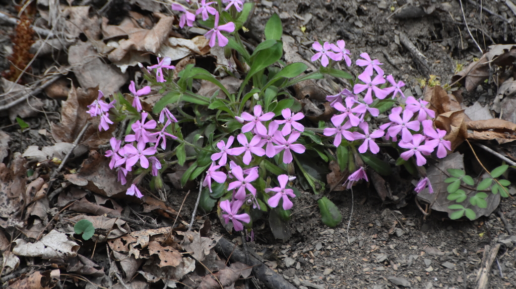 Pennsylvania Catchfly in April 2022 by Cade · iNaturalist