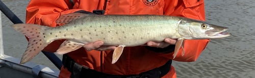 Spotted Muskellunge (Subspecies Esox masquinongy masquinongy) · iNaturalist