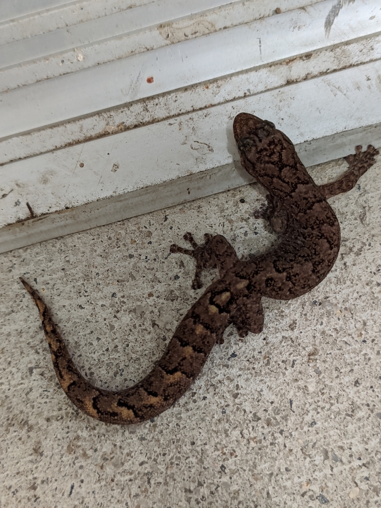 Southern Marbled Gecko from Attwood VIC 3049, Australia on April 14 ...