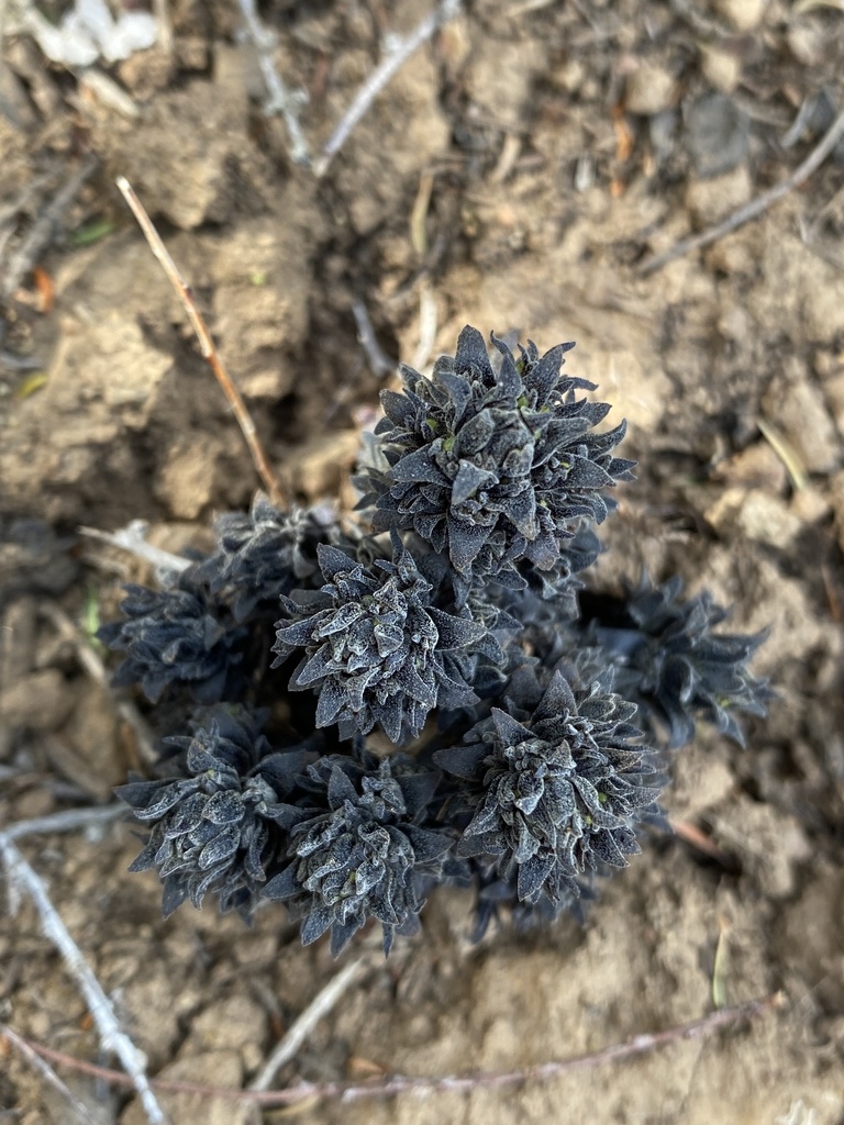 Chaparral Broomrape from Mount Diablo State Park, Clayton, CA, US on ...