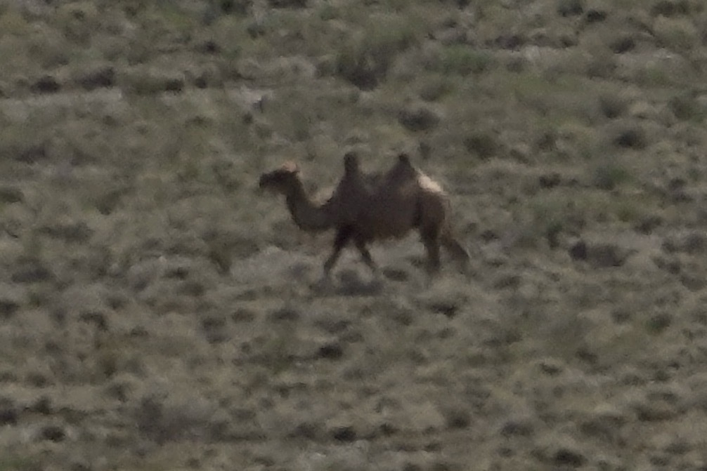 Wild Bactrian Camel in July 2019 by struckman. This observation was ...