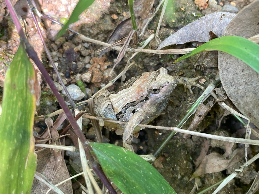 Beautiful Pygmy Frog from Guangzhou on April 14, 2022 at 08:46 AM by ...