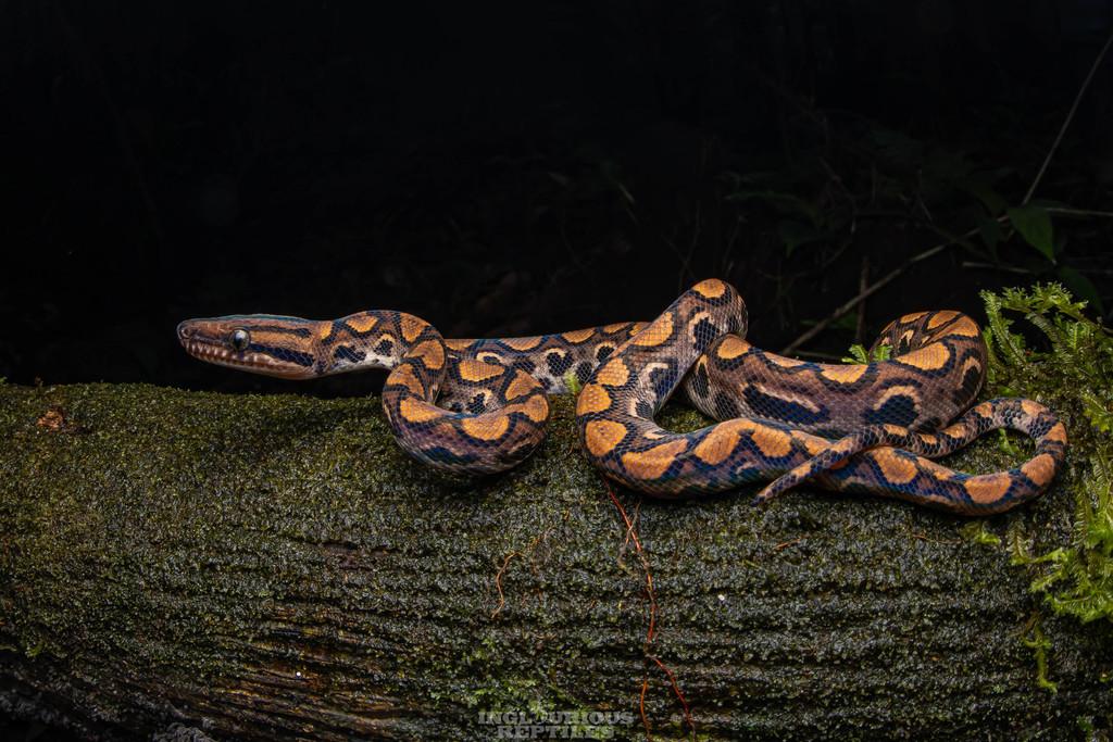 Western Rainbow Boa in February 2022 by Artur Tomaszek · iNaturalist