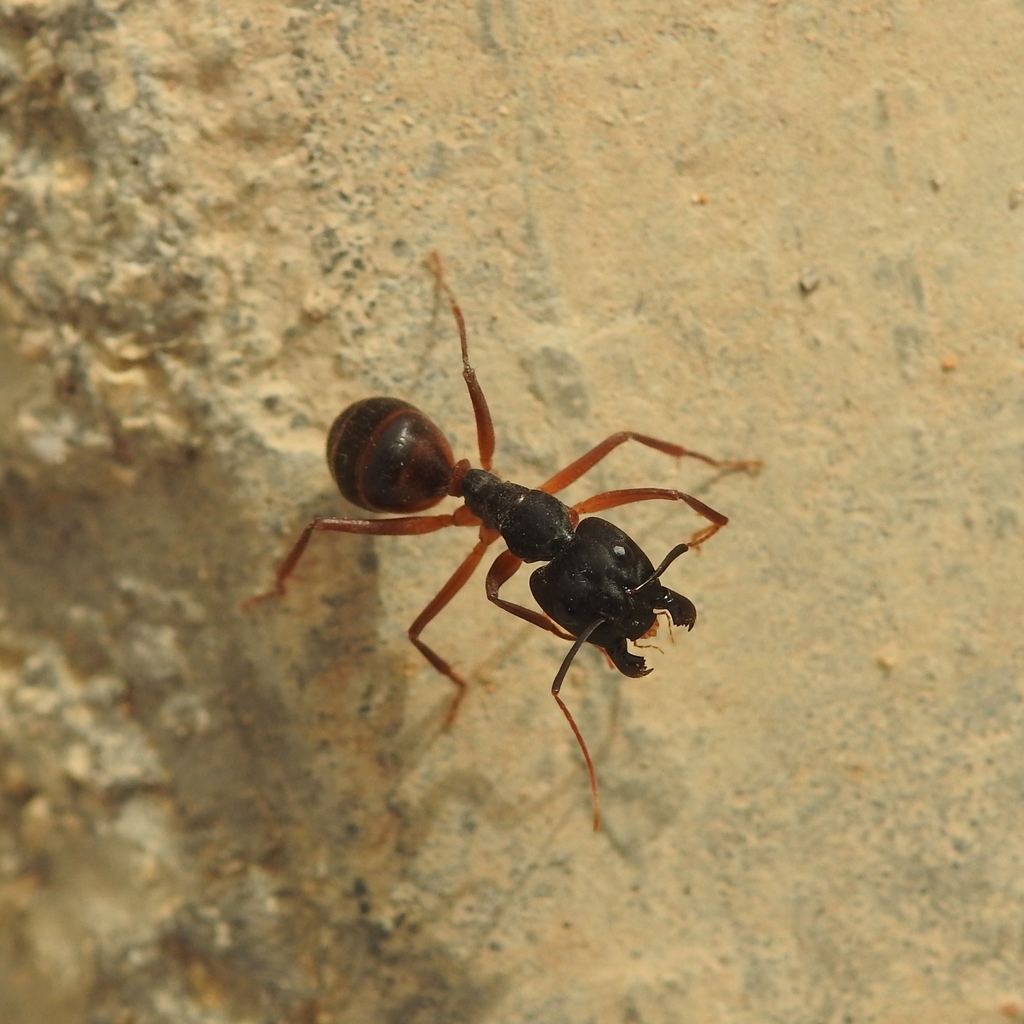 Giant desert ant from As Saadah, Riyadh Saudi Arabia on April 10, 2022 ...