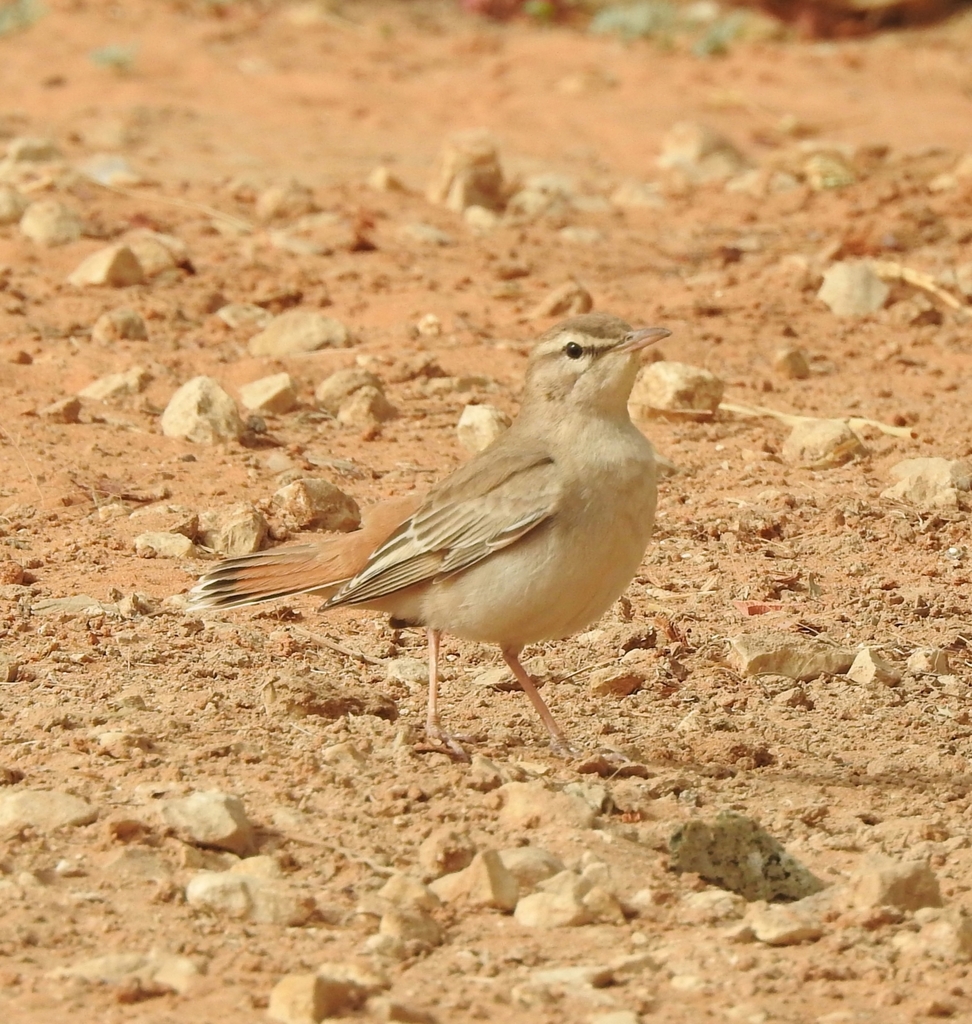 Rufous-tailed Scrub-Robin from As Saadah, Riyadh Saudi Arabia on April ...