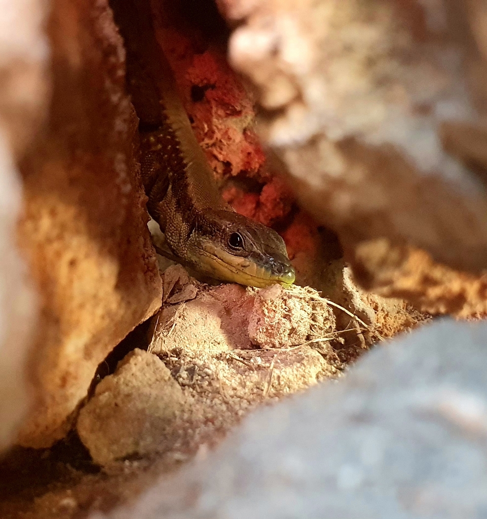 Lebanon Lizard from המלך חזקיהו/המלך יהושפט, חיפה, ישראל on April 14 ...