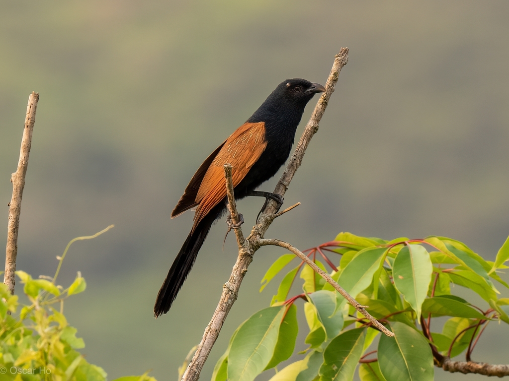 Lesser Coucal in April 2022 by Oscar Ho · iNaturalist