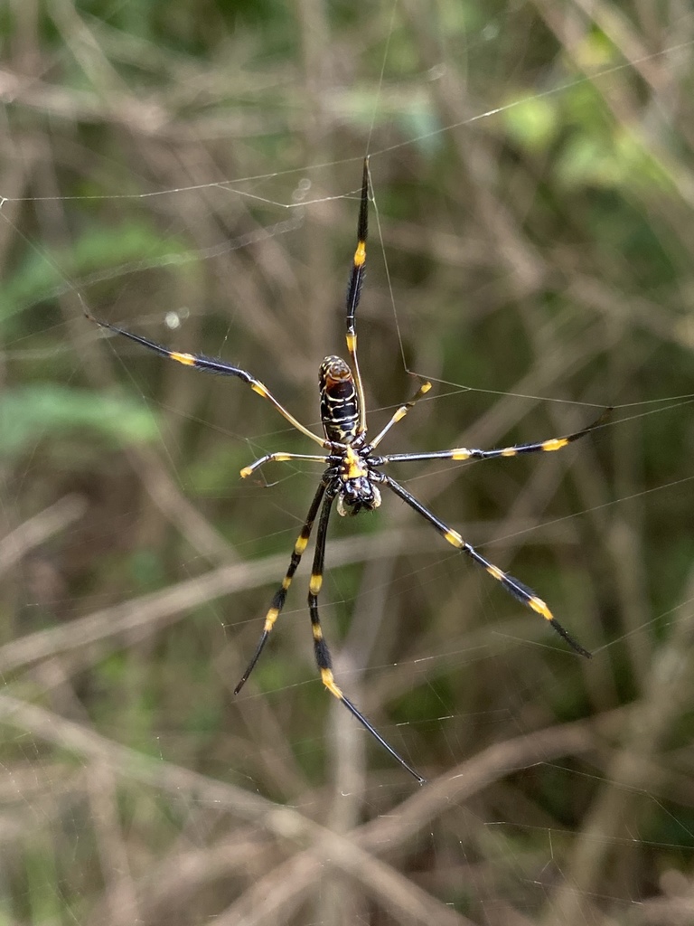 Tiger Spider from Berowra Park, Berowra, NSW, AU on January 14, 2022 at ...
