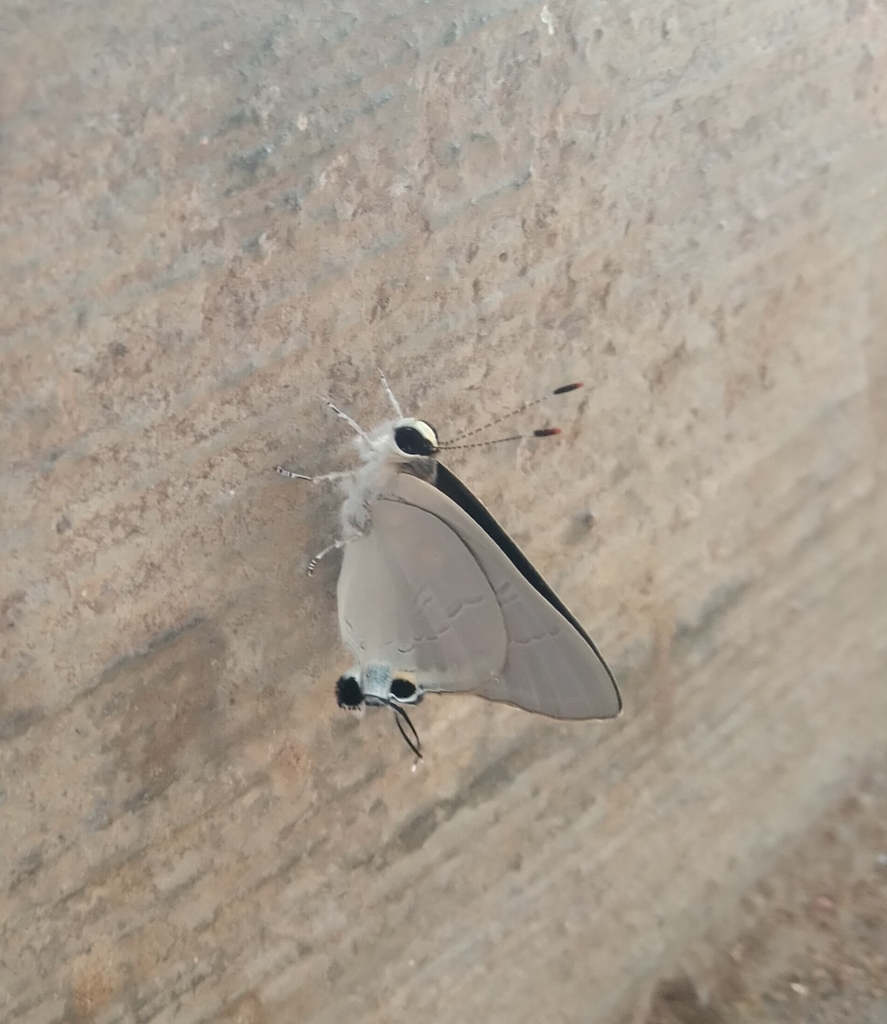 Common Red Flash from Chikkavaram, Andhra Pradesh, India on April 12 ...